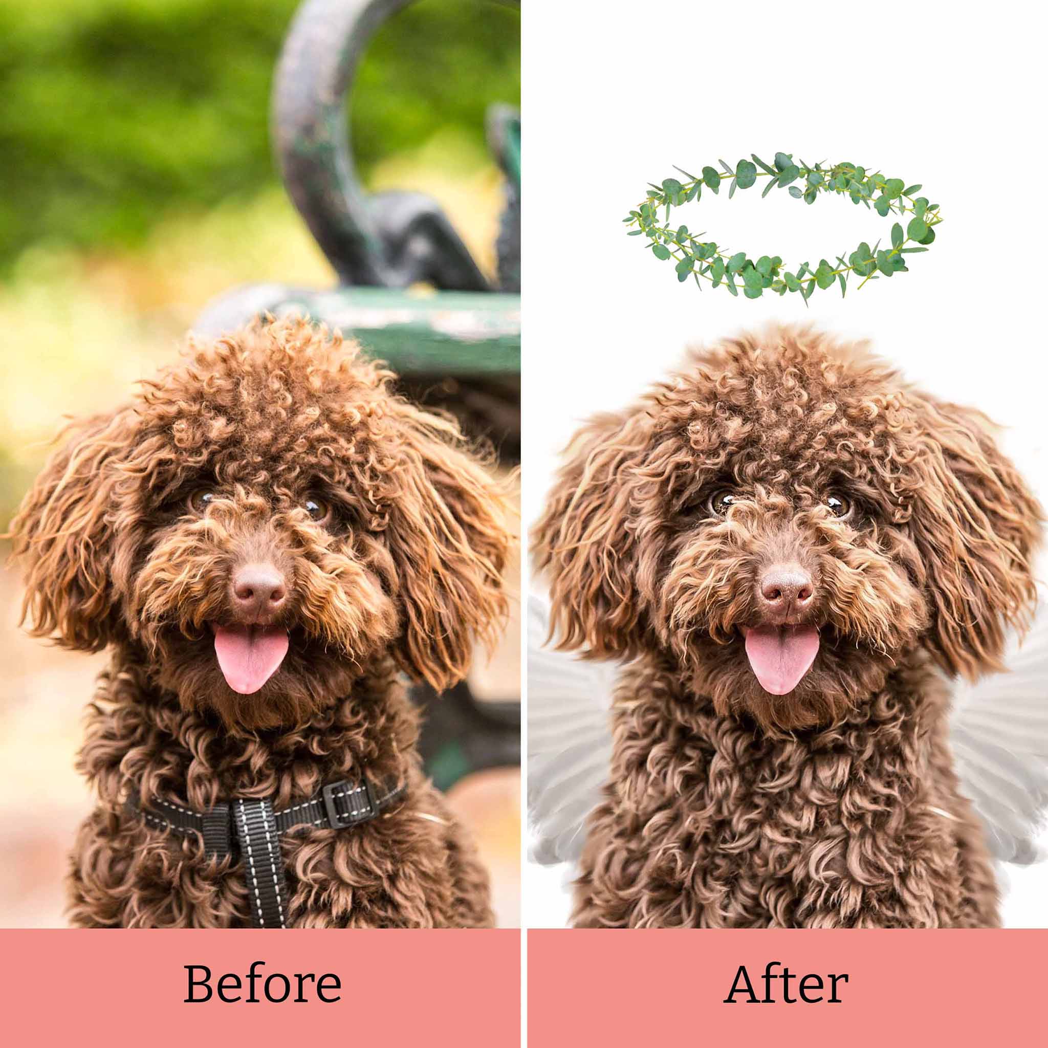 Angel Leaf – Wooflore